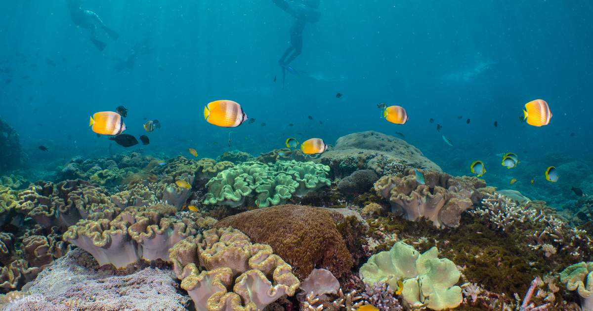 Explore the Wonders of Snorkeling in Amed, Bali with Our PADI 5 Star Dive Center - Klook Malaysia